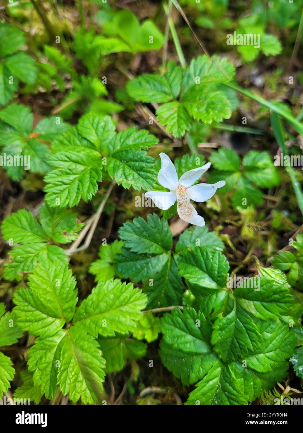 Five-leaf Dwarf Bramble (Rubus pedatus Stock Photo - Alamy