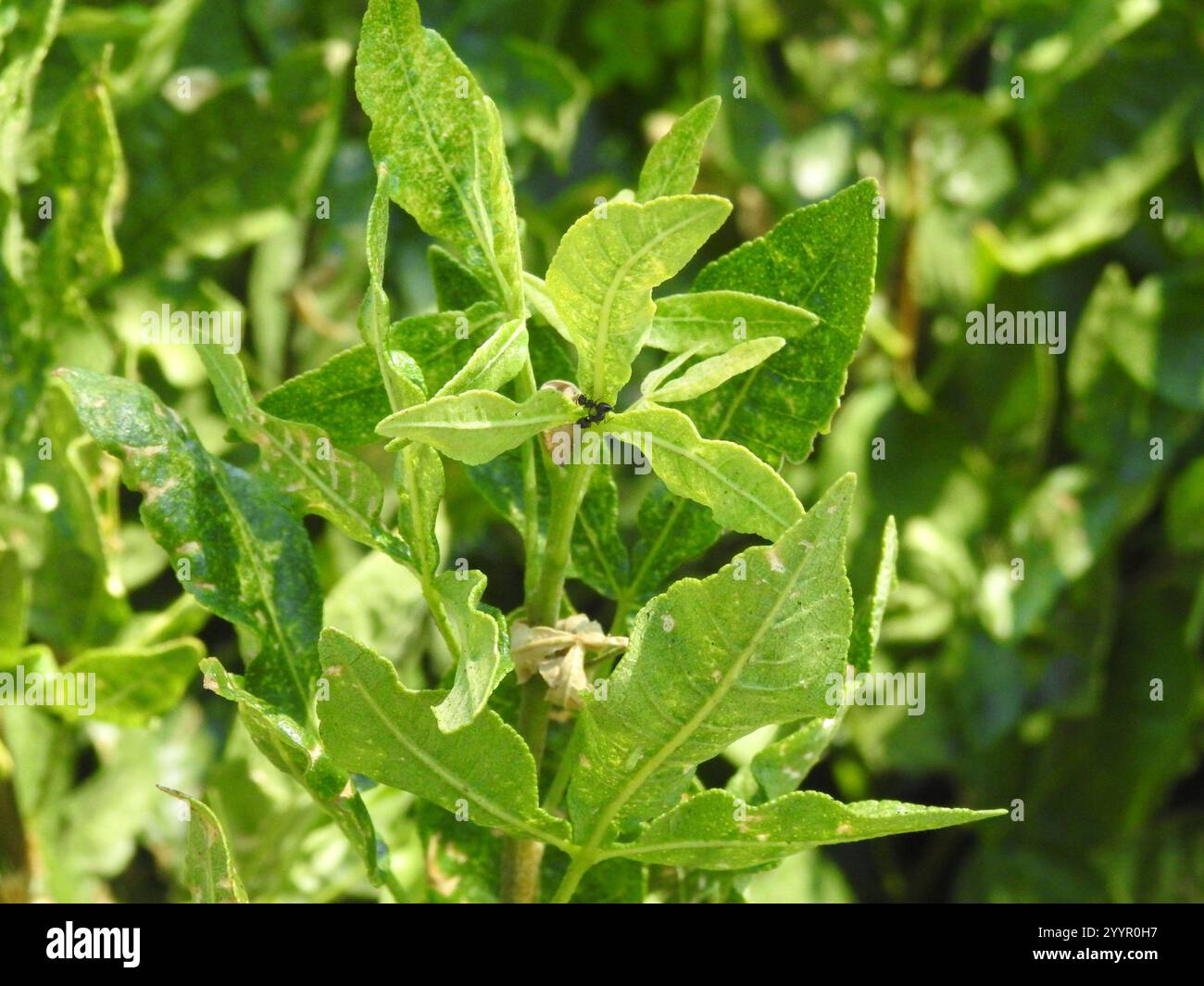 Western Hoptree (Ptelea crenulata Stock Photo - Alamy