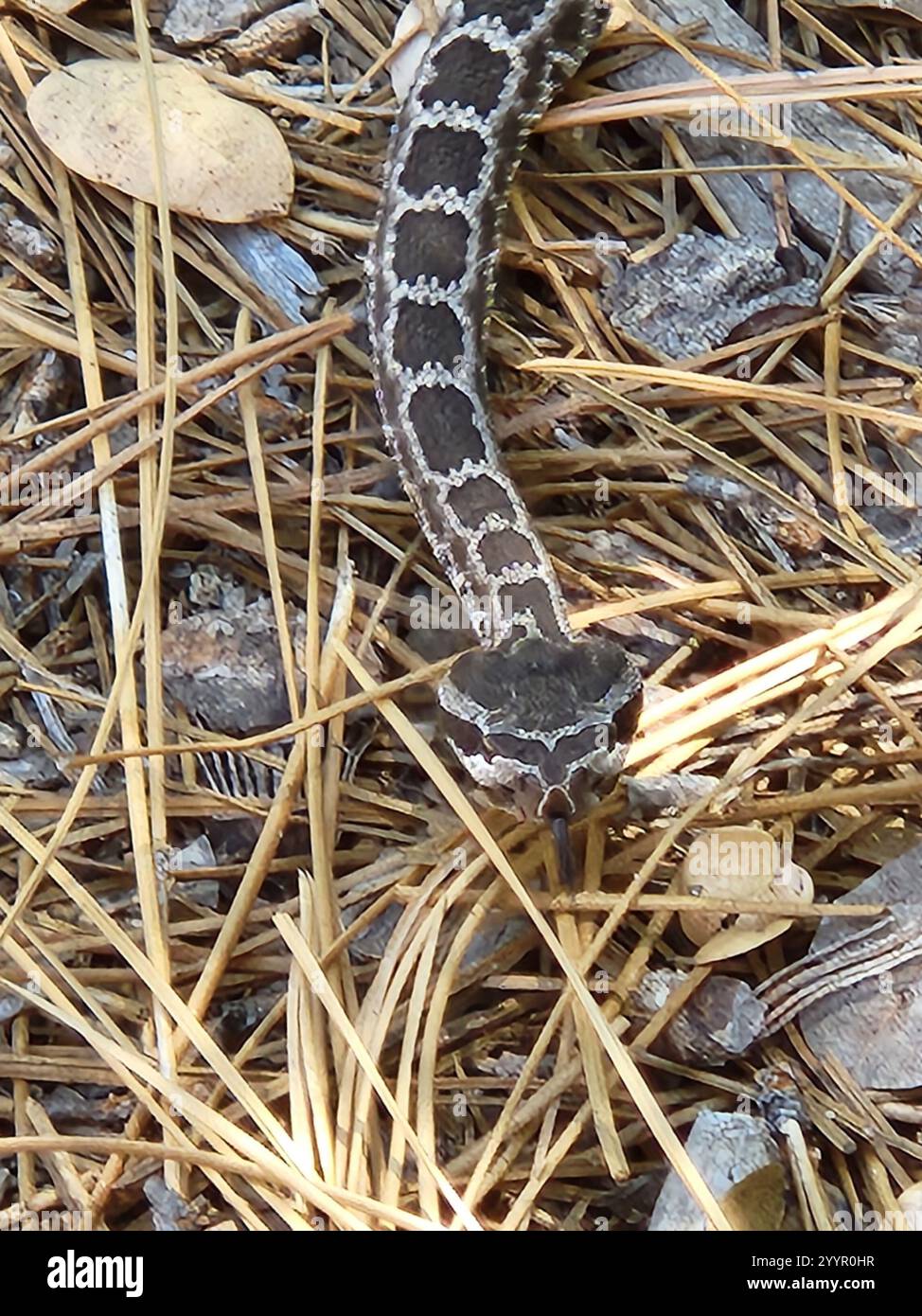 Southern Pacific Rattlesnake (Crotalus oreganus helleri Stock Photo - Alamy