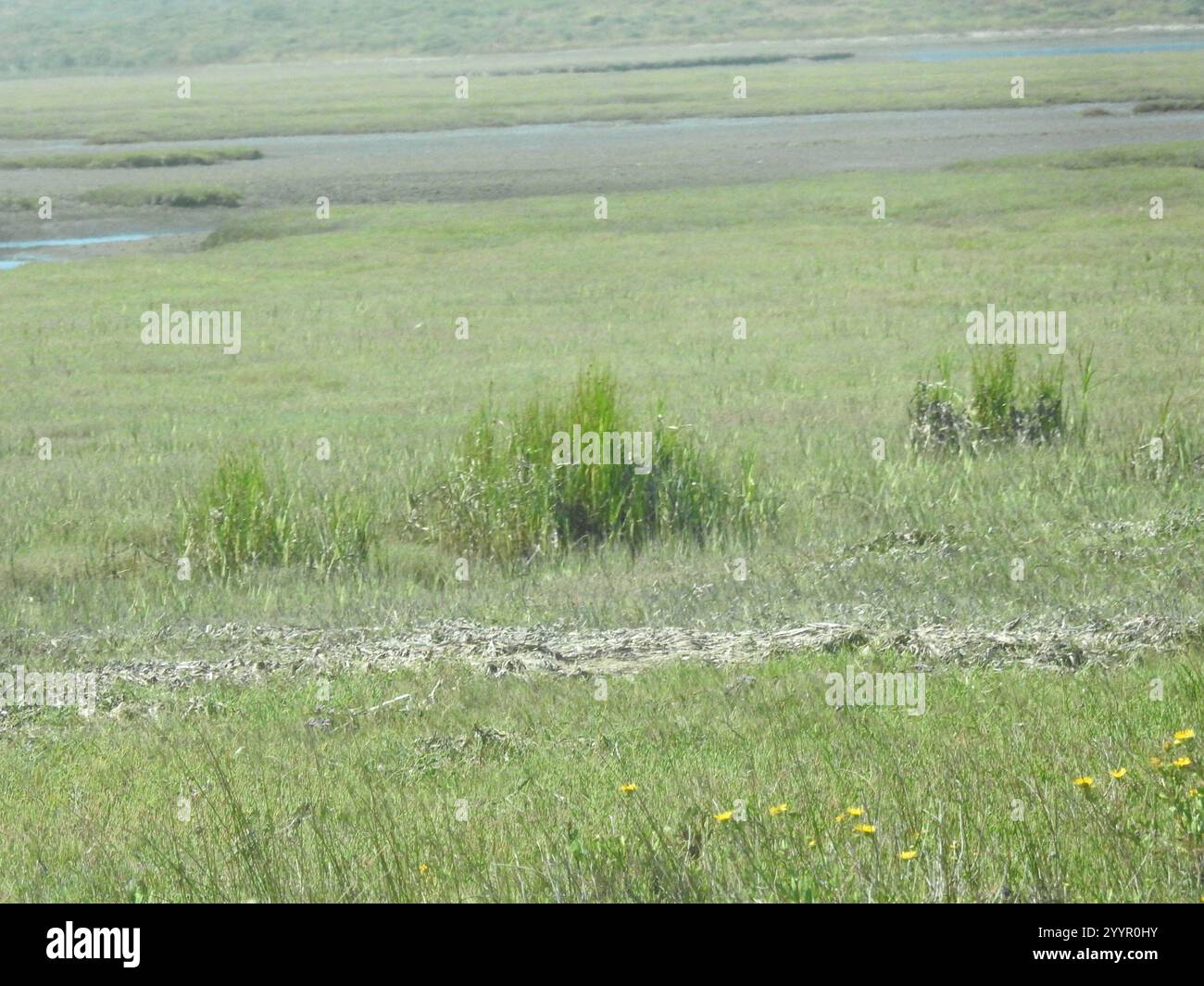 Saltmarsh Cordgrass (Sporobolus alterniflorus Stock Photo - Alamy