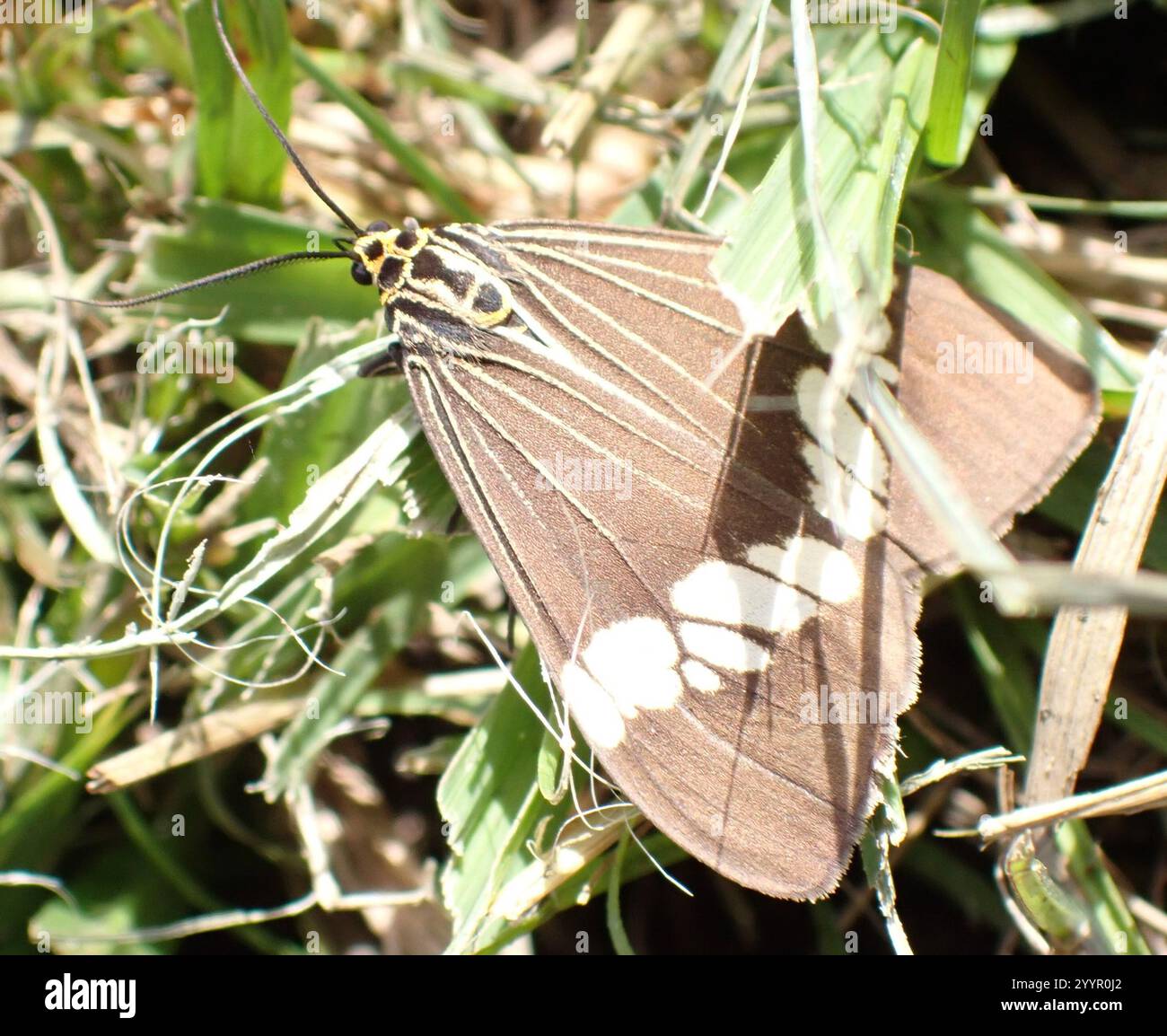 Asian Magpie Moth (Nyctemera baulus Stock Photo - Alamy