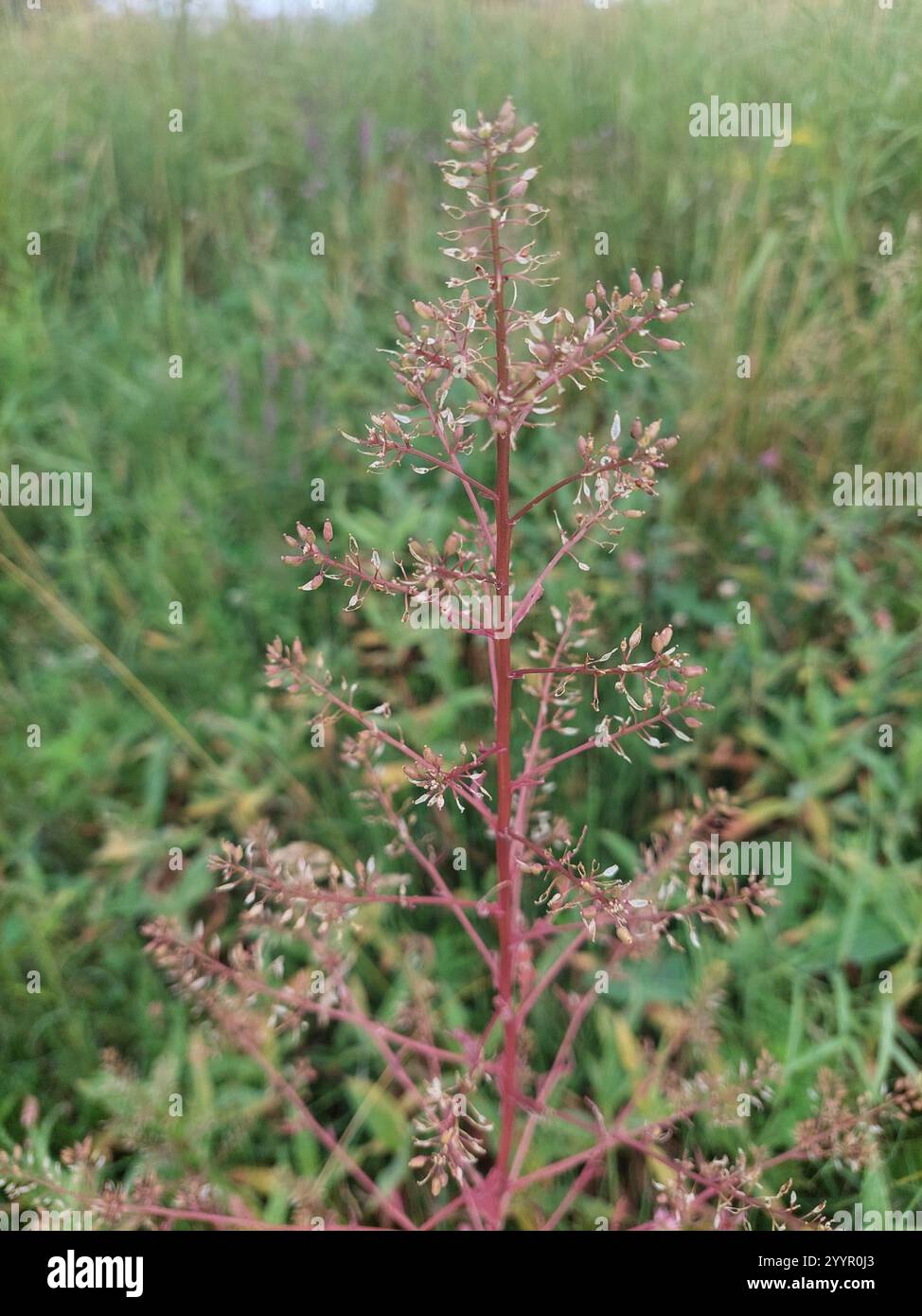 flowering plants (Angiospermae Stock Photo - Alamy
