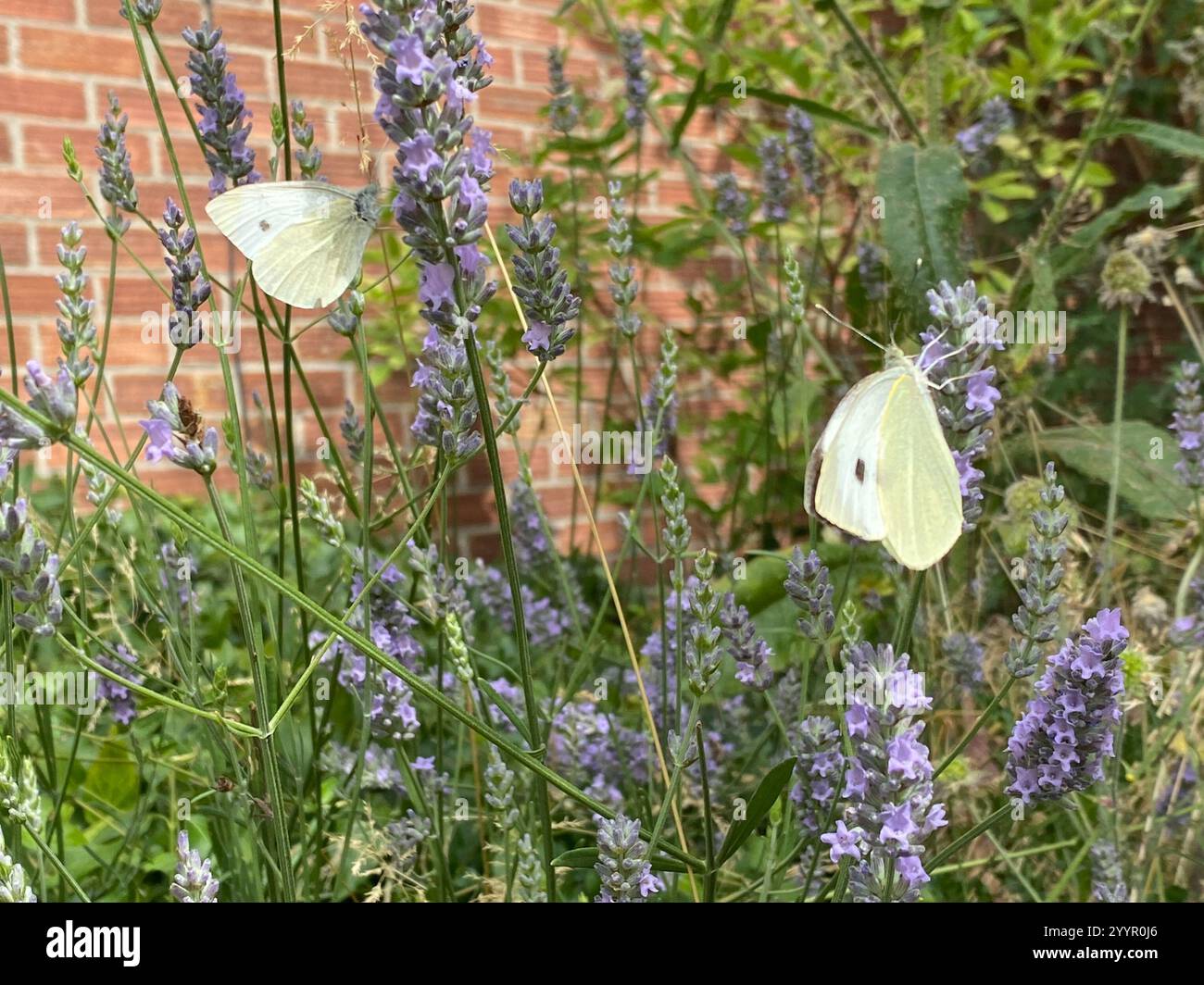 Large White (Pieris brassicae Stock Photo - Alamy
