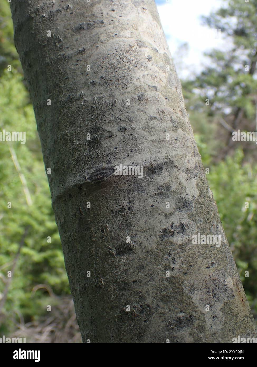 quaking aspen (Populus tremuloides Stock Photo - Alamy