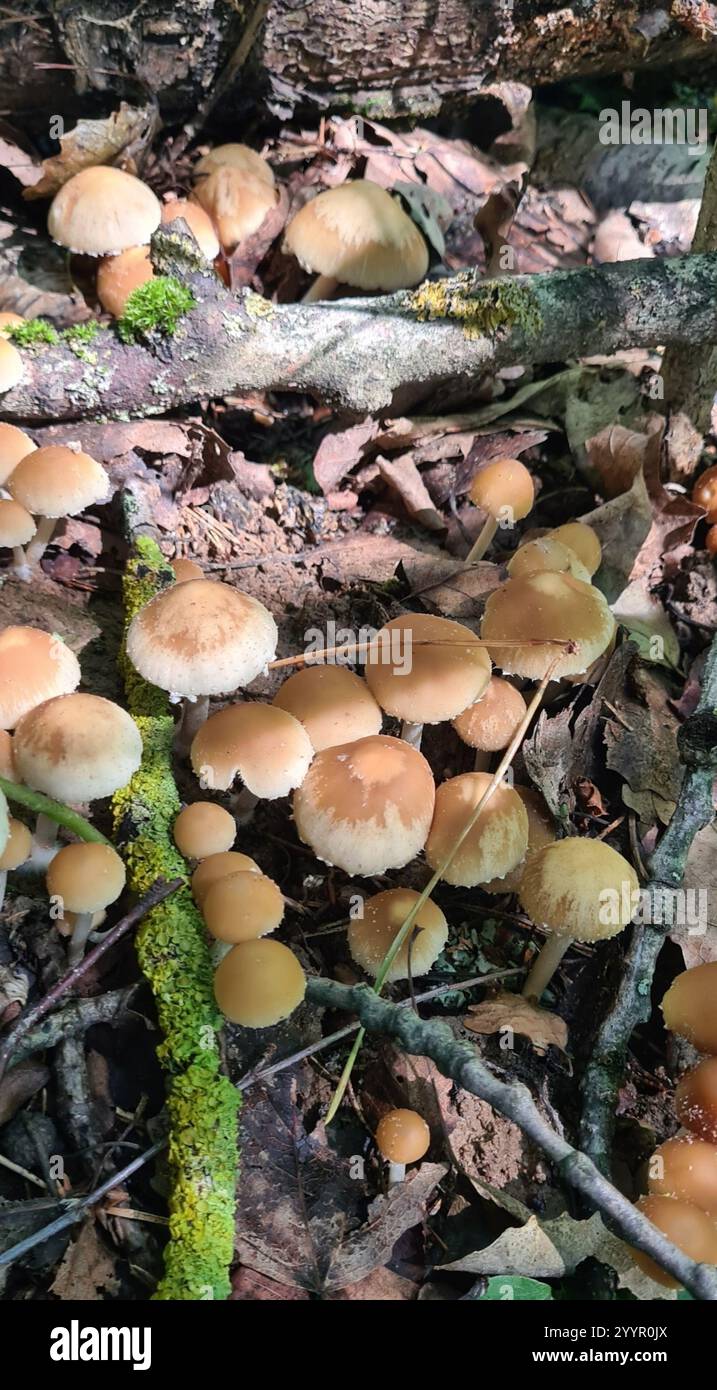 clustered bonnet (Mycena inclinata Stock Photo - Alamy