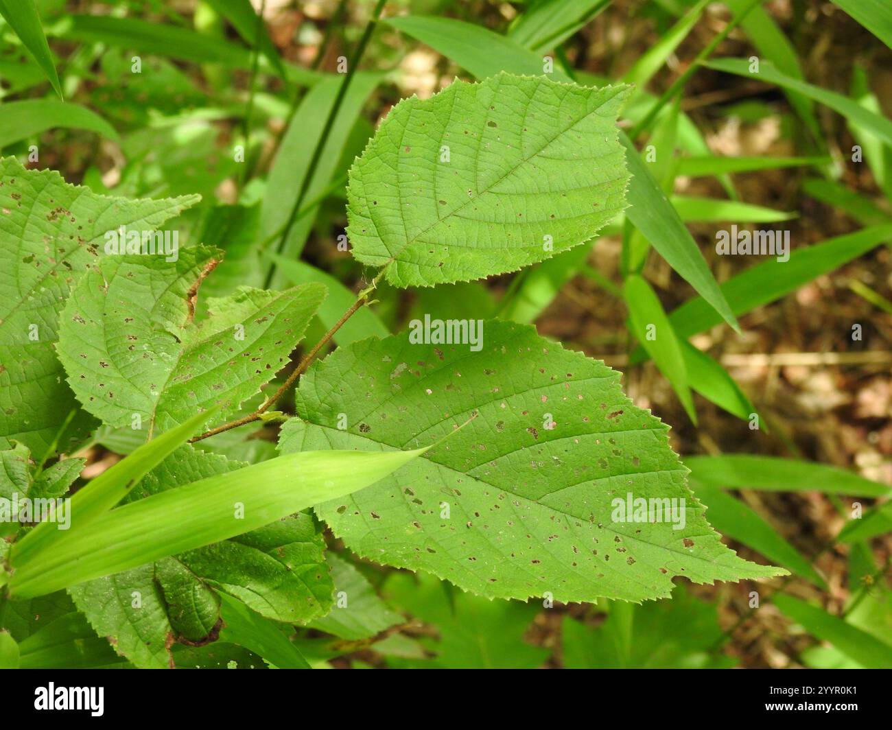 American hazelnut (corylus americana) hi-res stock photography and ...