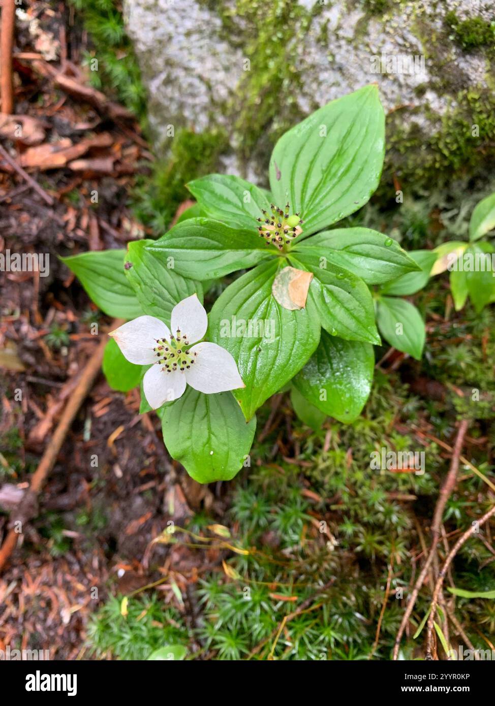Canadian bunchberry (Cornus canadensis Stock Photo - Alamy