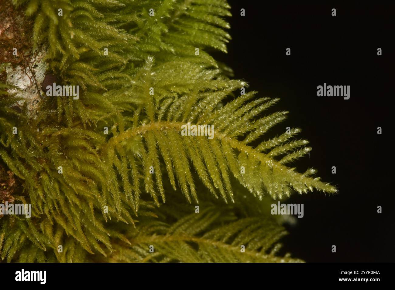 Oregon Beaked Moss (Kindbergia oregana Stock Photo - Alamy