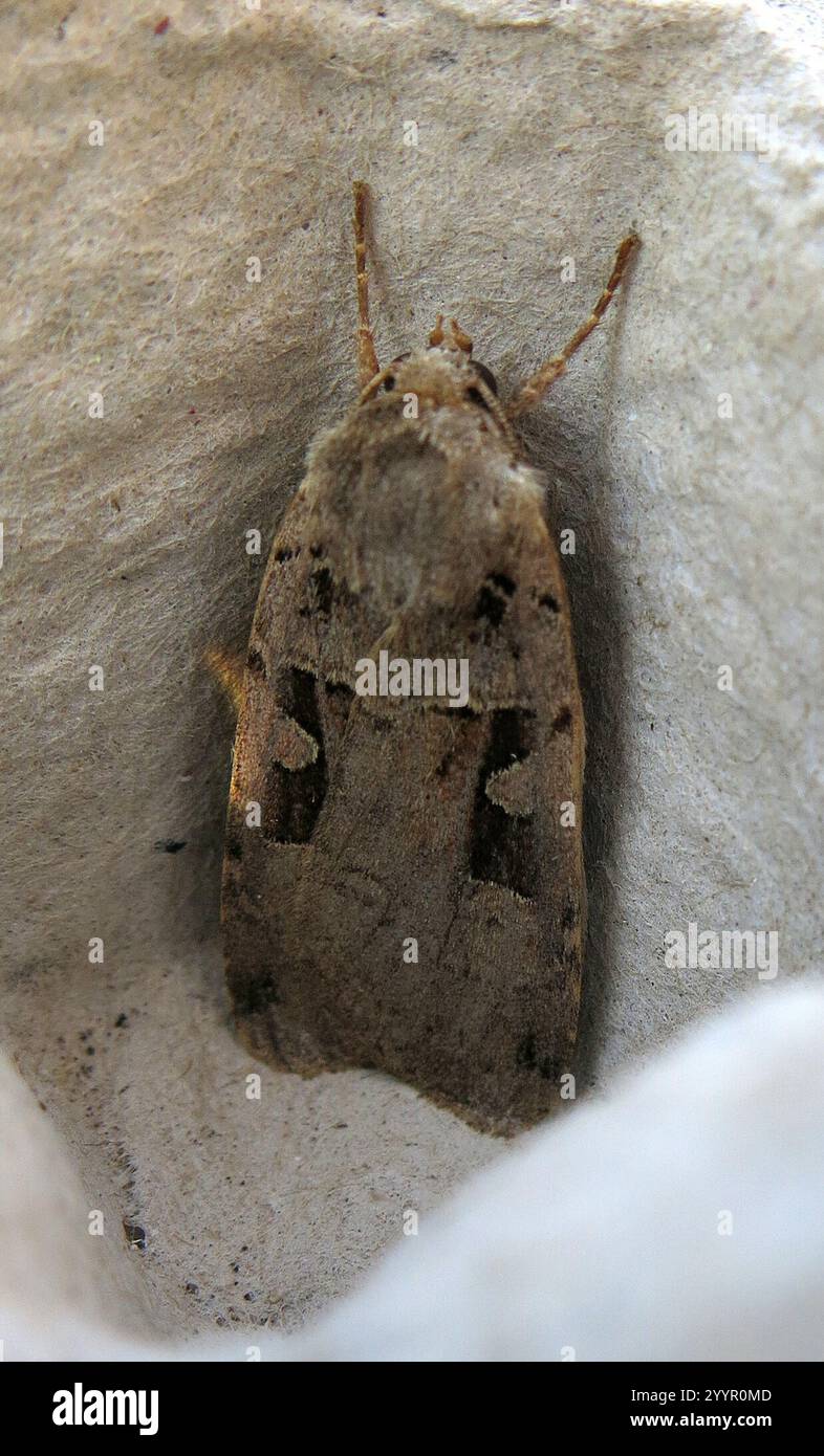 Double Square-spot (Xestia triangulum Stock Photo - Alamy