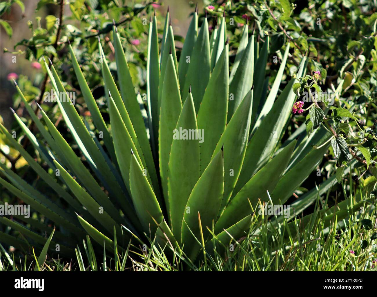 Caribbean Agave (Agave angustifolia Stock Photo - Alamy