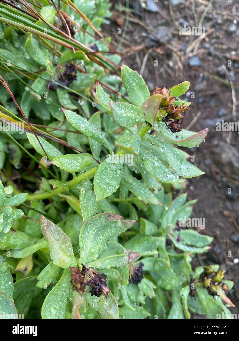 western roseroot (Rhodiola integrifolia Stock Photo - Alamy