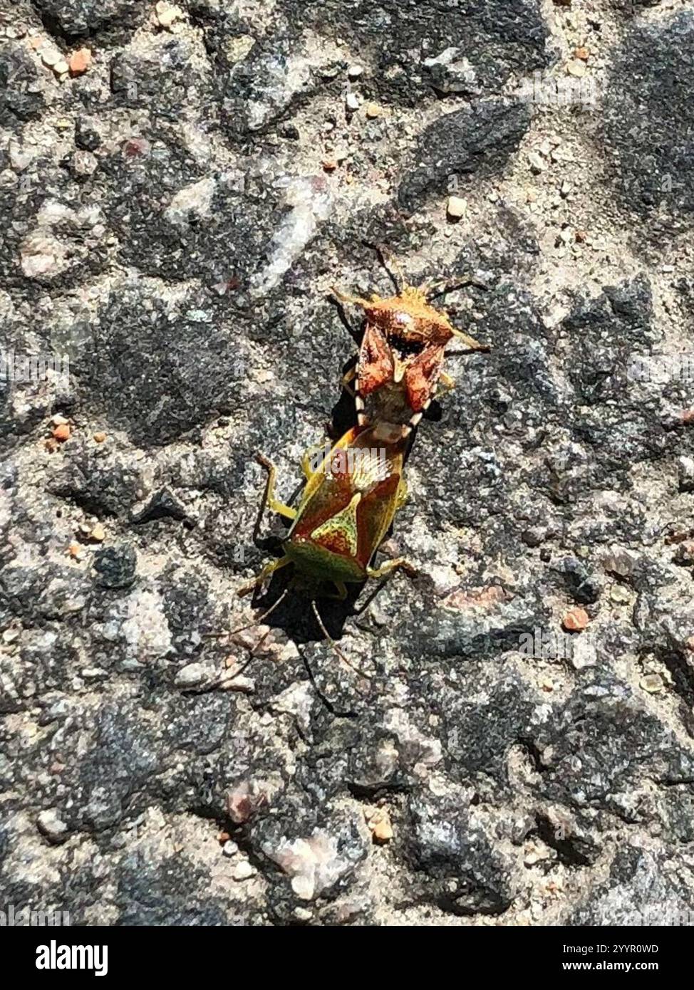 Shield Bugs (Acanthosomatidae Stock Photo - Alamy