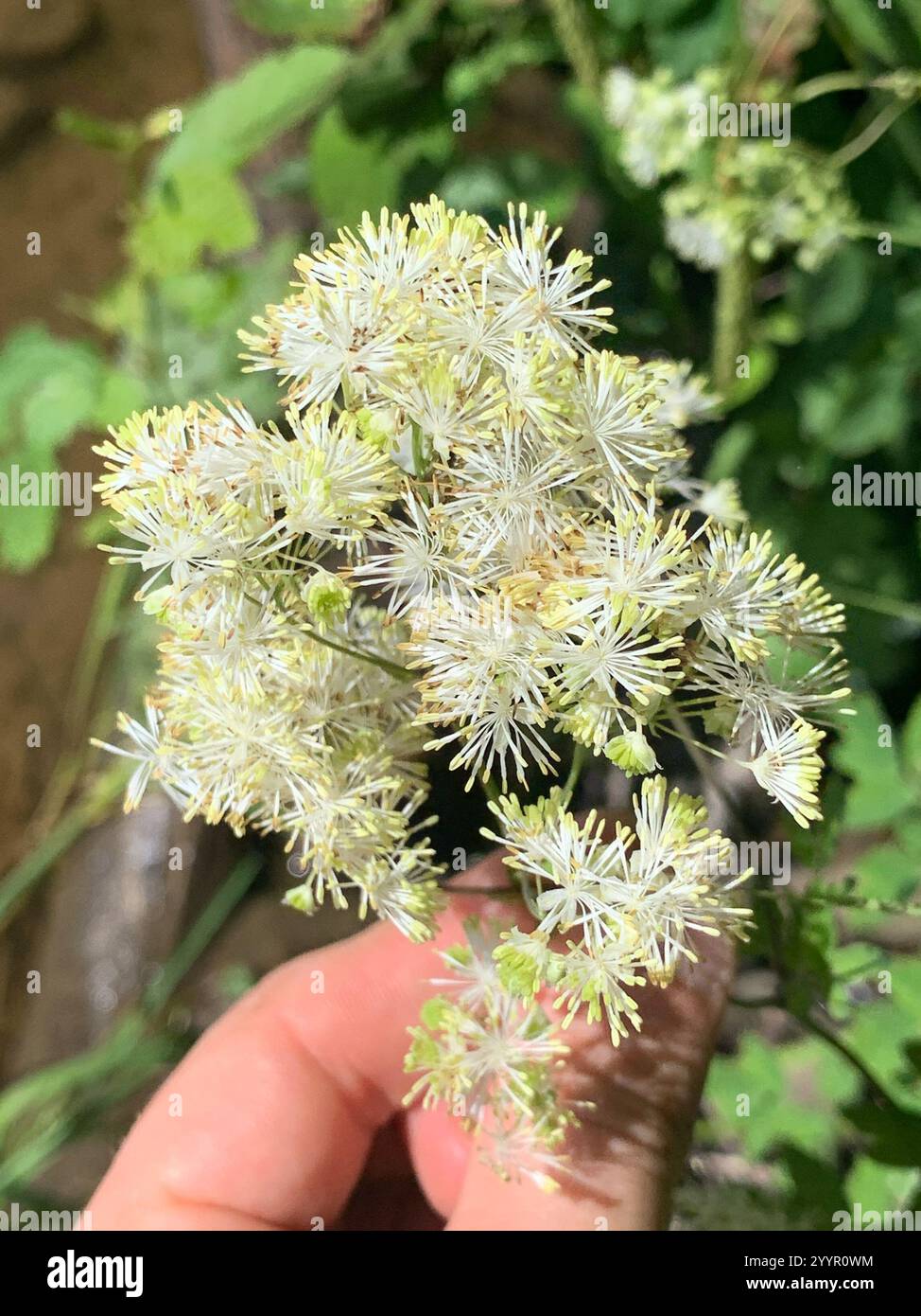 tall meadow-rue (Thalictrum pubescens Stock Photo - Alamy