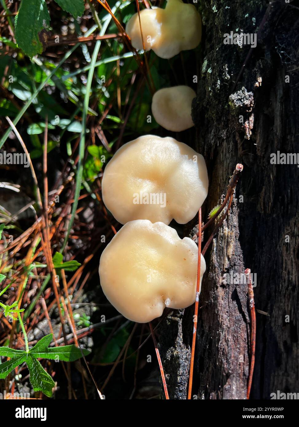 American shitake (Lentinula raphanica Stock Photo - Alamy