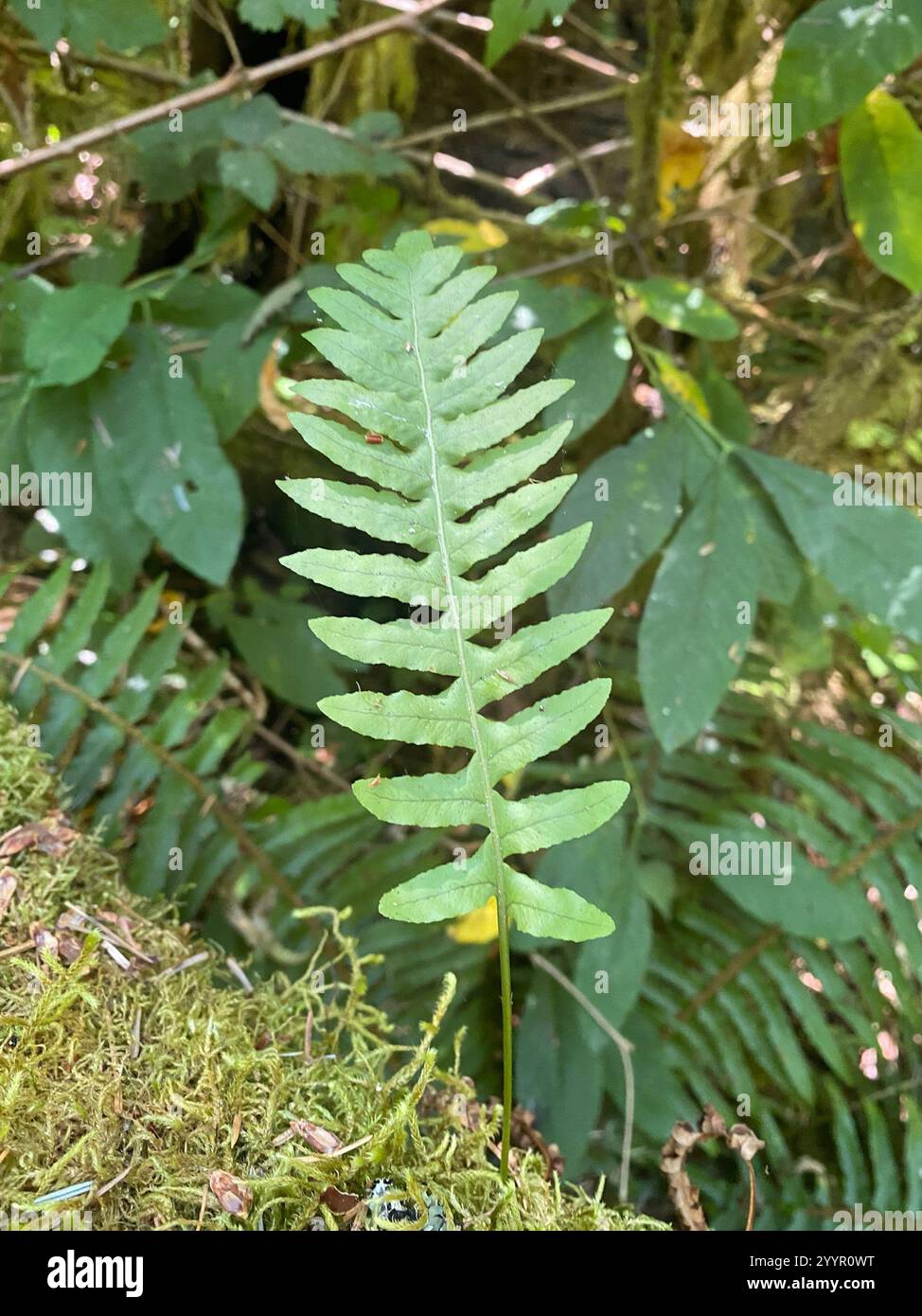 licorice fern (Polypodium glycyrrhiza Stock Photo - Alamy