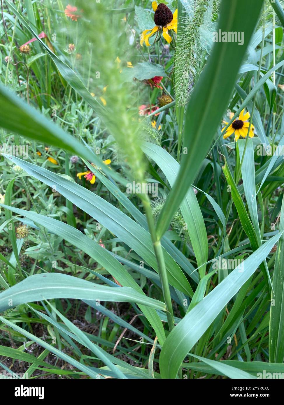 Giant setaria hi-res stock photography and images - Alamy