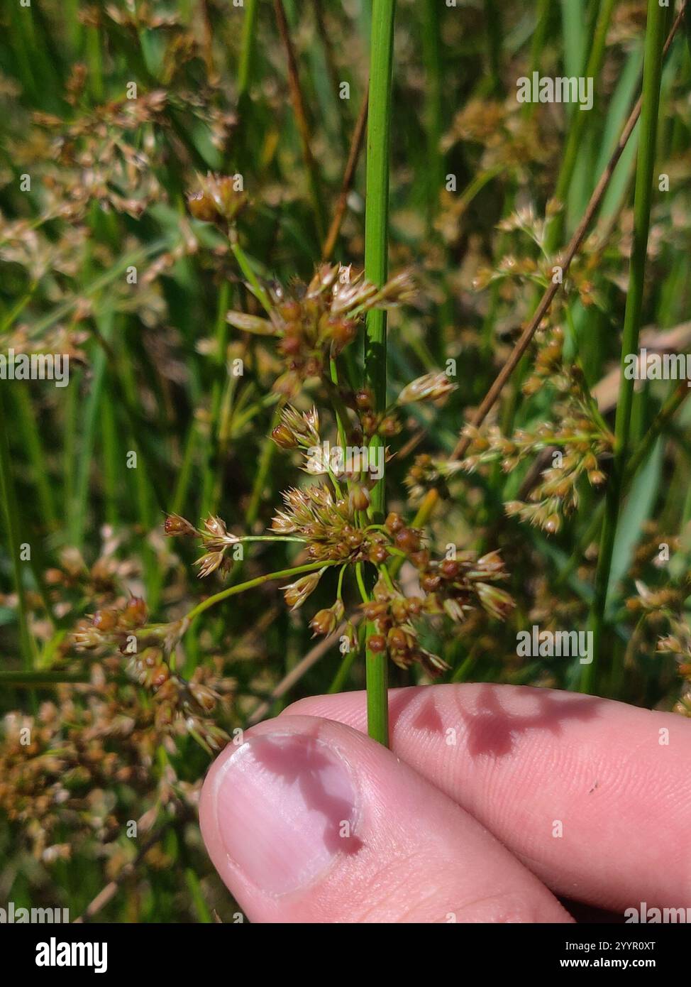 Soft Rush (Juncus effusus Stock Photo - Alamy