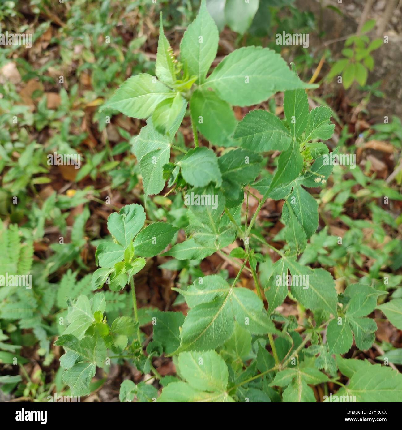 flowering plants (Angiospermae Stock Photo - Alamy