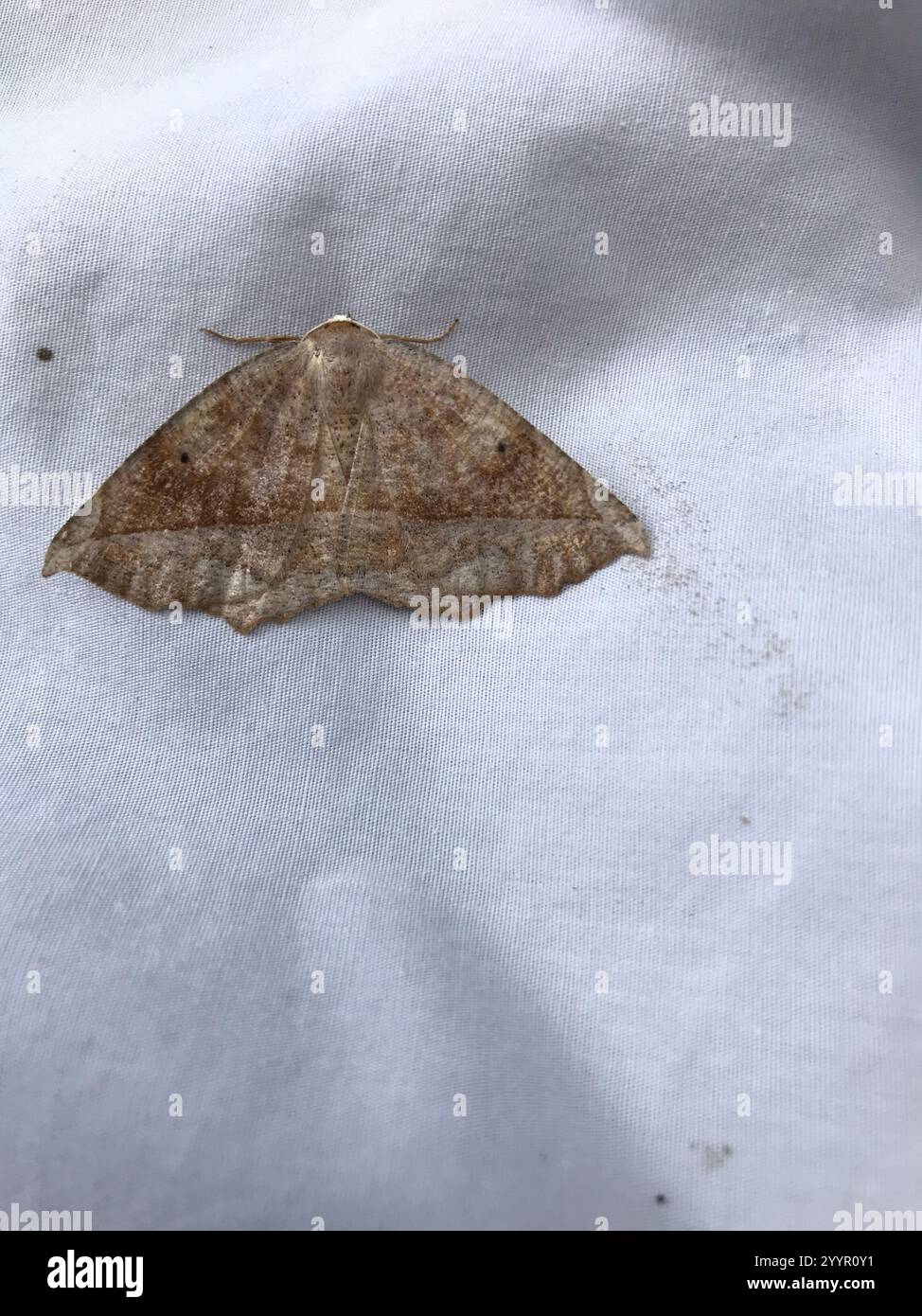 Curved-toothed Geometer Moth (Eutrapela clemataria Stock Photo - Alamy
