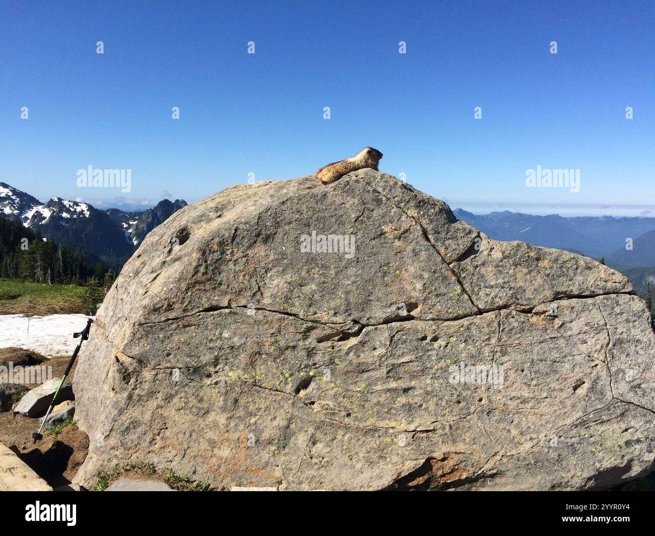 Hoary Marmot (Marmota caligata Stock Photo - Alamy
