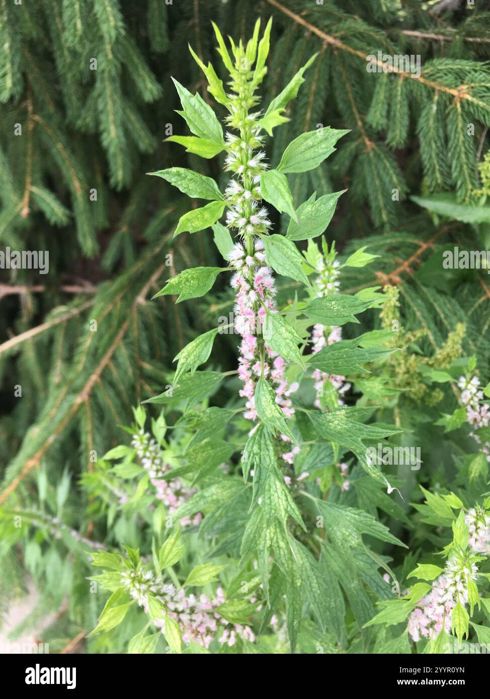 common motherwort (Leonurus cardiaca Stock Photo - Alamy