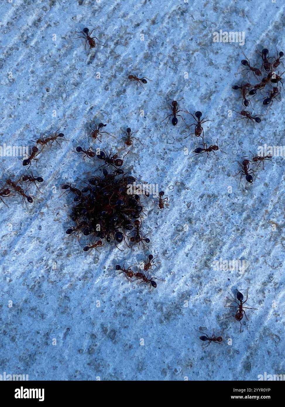 Red Imported Fire Ant (Solenopsis invicta Stock Photo - Alamy