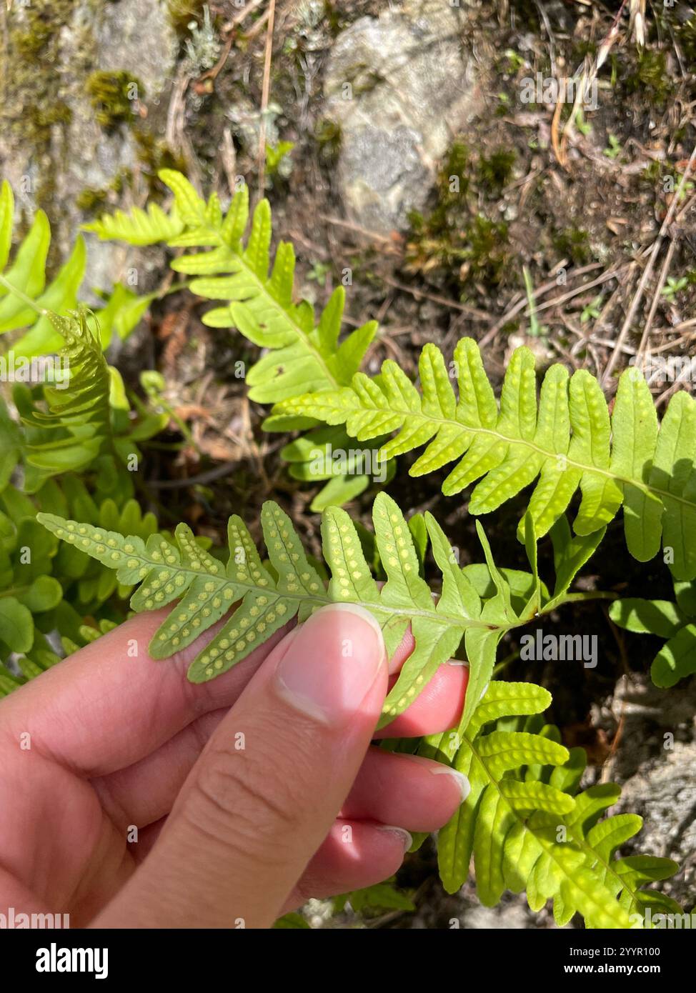 common polypody (Polypodium vulgare Stock Photo - Alamy