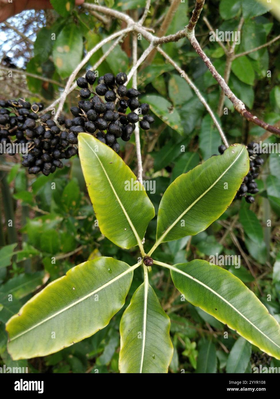 tarata (Pittosporum eugenioides Stock Photo - Alamy