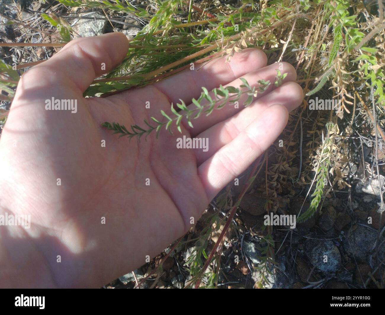 howell's horkelia (Horkelia howellii Stock Photo - Alamy