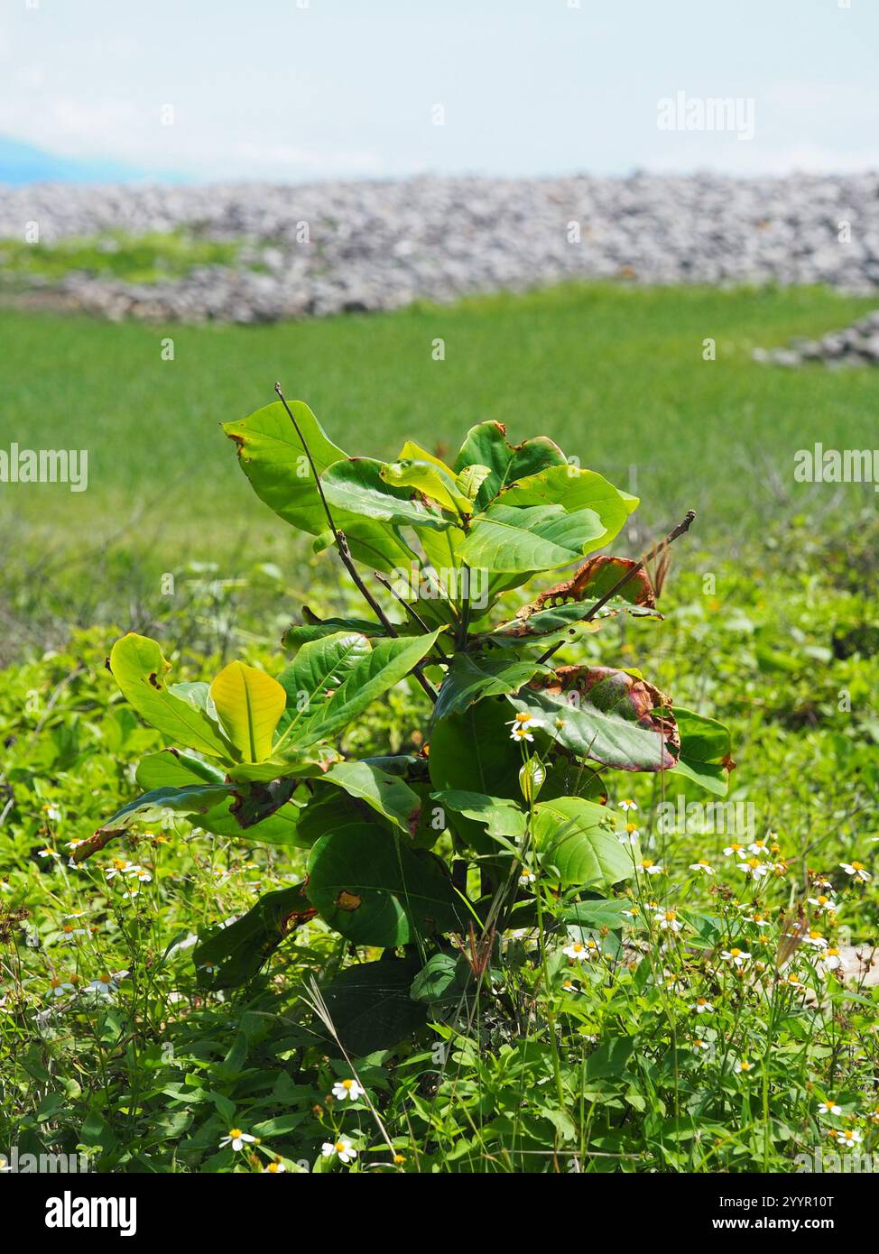 Sea Almond (Terminalia catappa Stock Photo - Alamy