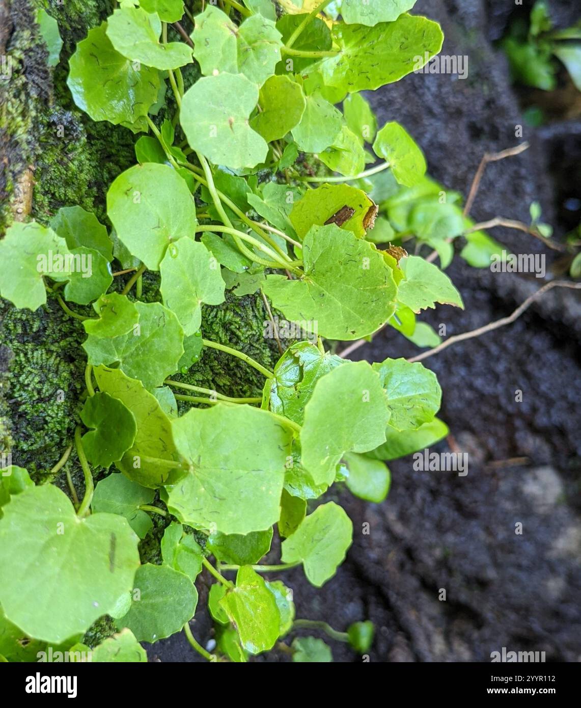American Coinwort (Centella erecta Stock Photo - Alamy