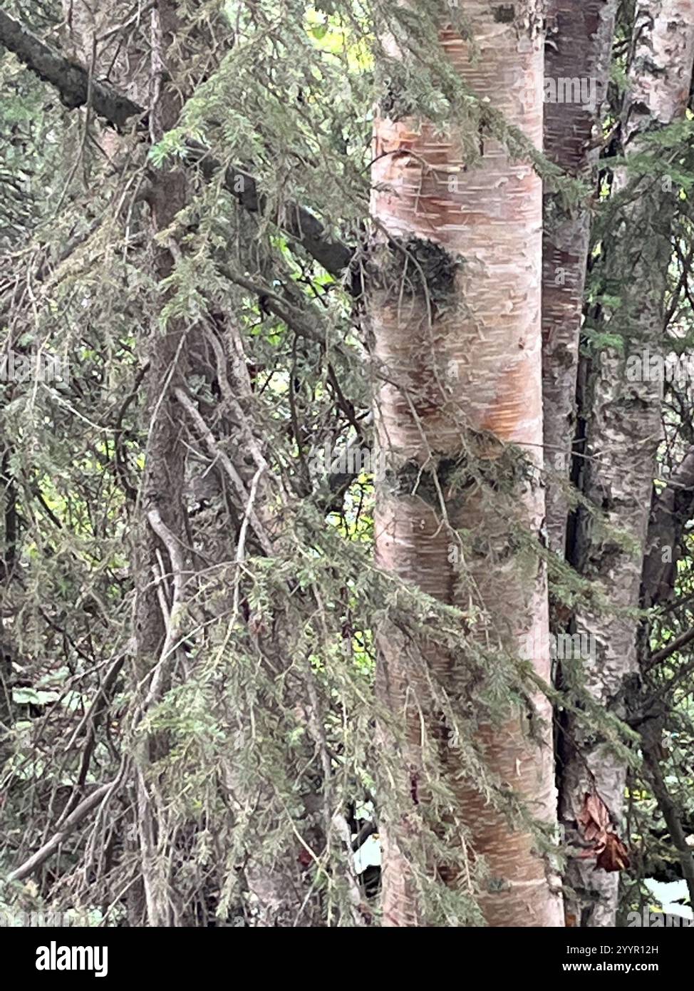Alaska Paper Birch (Betula neoalaskana Stock Photo - Alamy