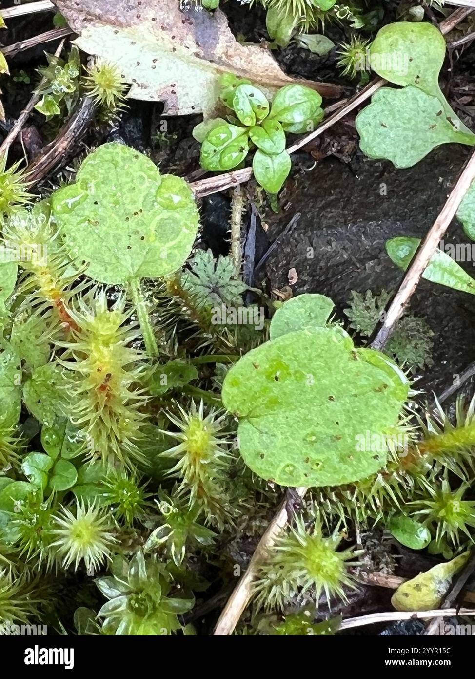 Maruru (Ranunculus reflexus Stock Photo - Alamy