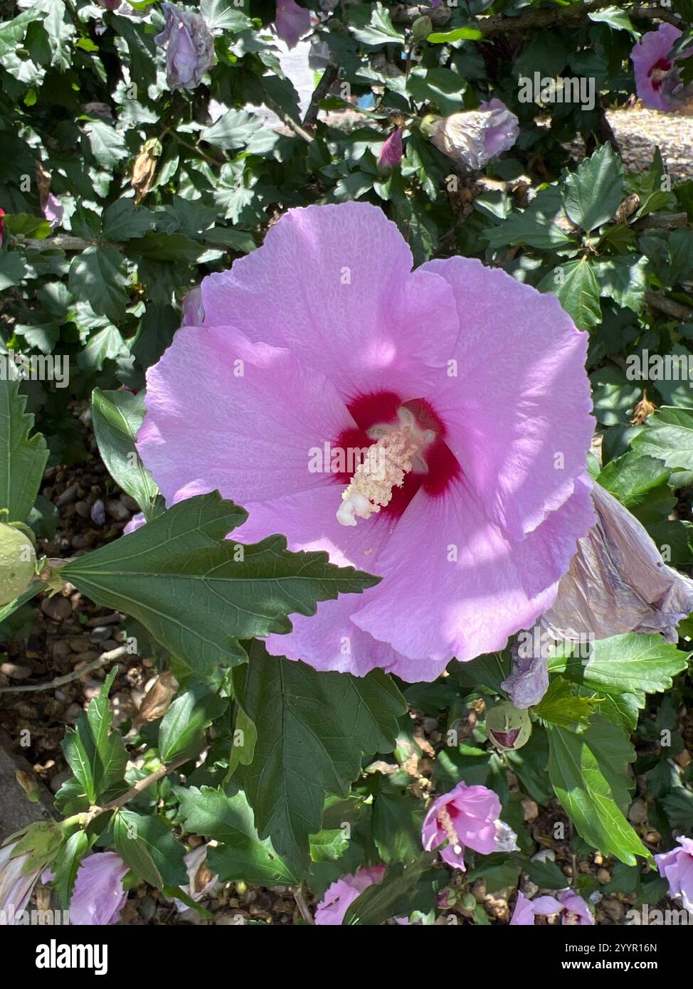 common hibiscus (Hibiscus syriacus Stock Photo - Alamy