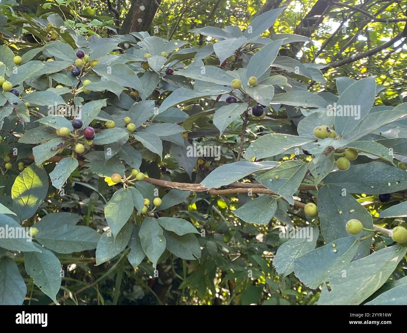 Beechey Fig (Ficus erecta beecheyana Stock Photo - Alamy