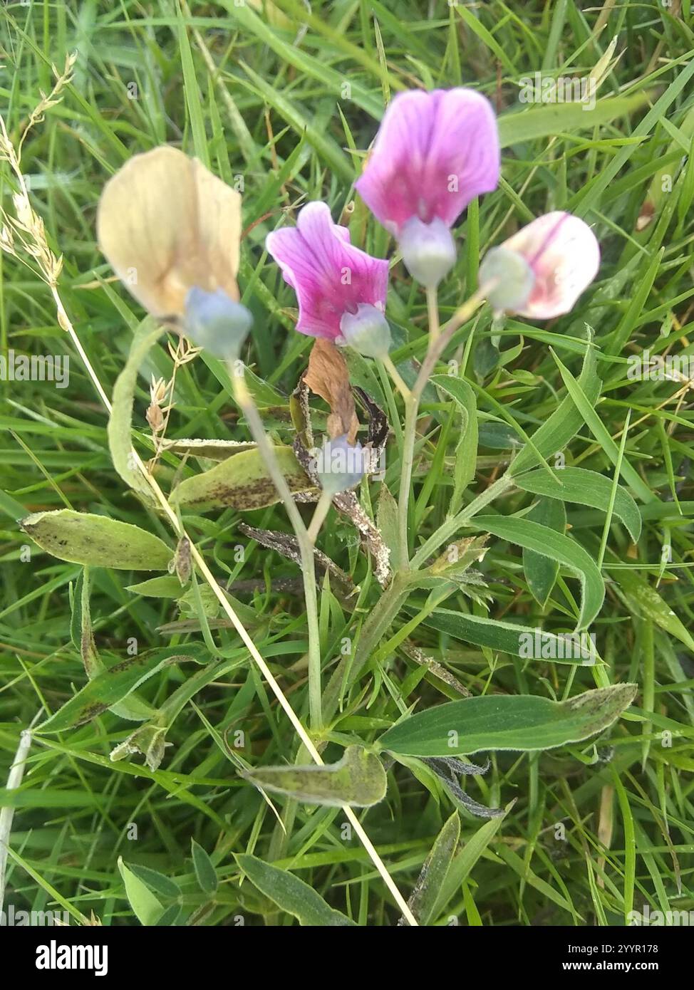 Bitter Vetch (Lathyrus linifolius Stock Photo - Alamy