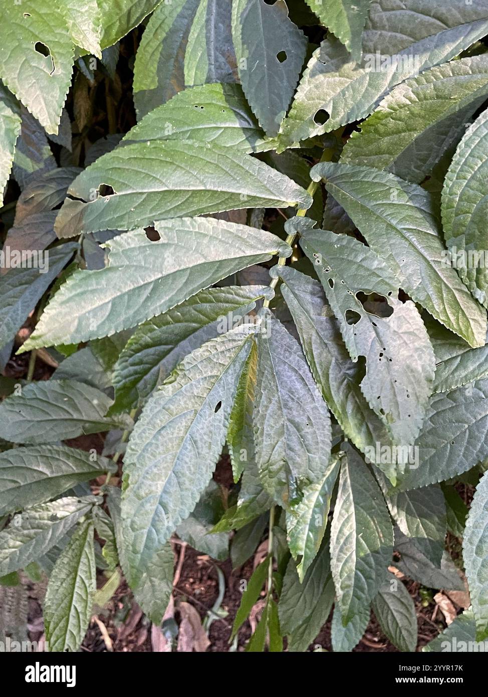 Rainforest Spinach (Elatostema reticulatum Stock Photo - Alamy