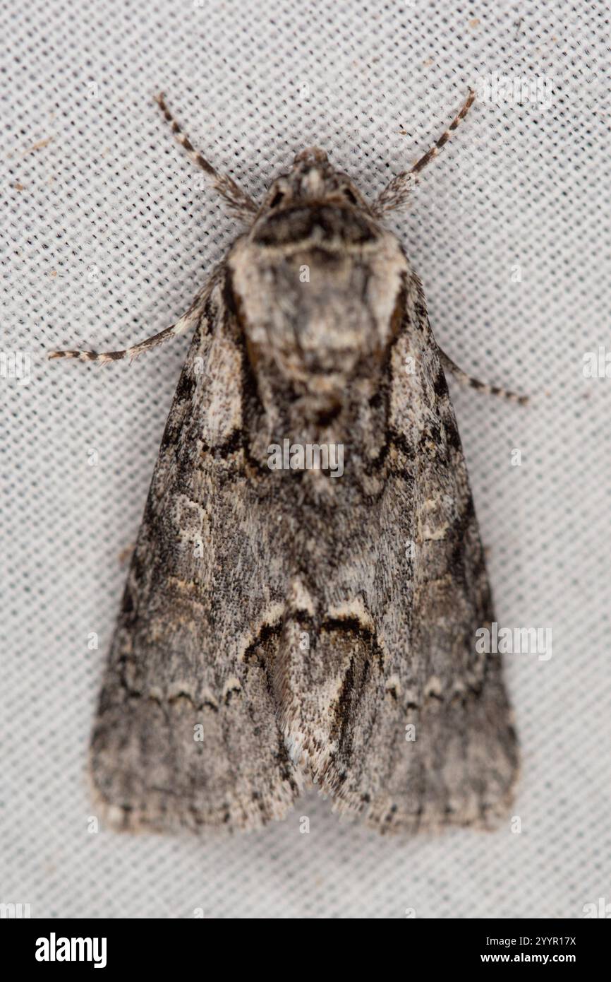 Dagger Moths (Acronicta Stock Photo - Alamy