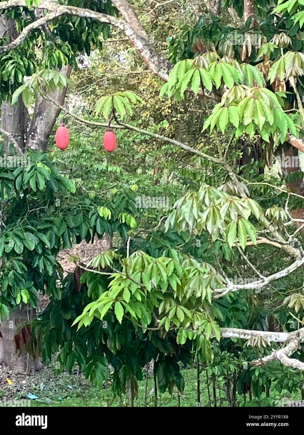 Provision tree pachira aquatica hi-res stock photography and images - Alamy