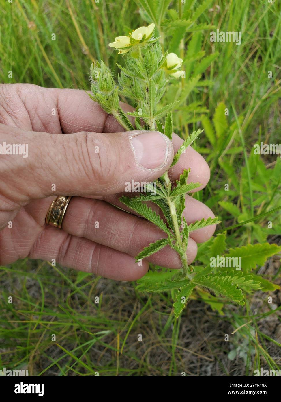 sulphur cinquefoil (Potentilla recta Stock Photo - Alamy