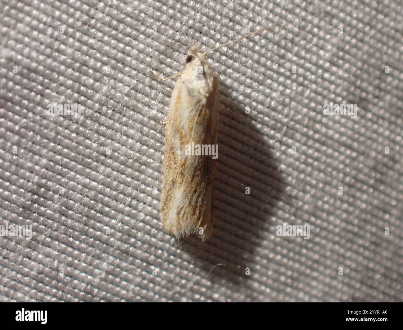 Tortricid Leafroller Moths (Tortricidae Stock Photo - Alamy