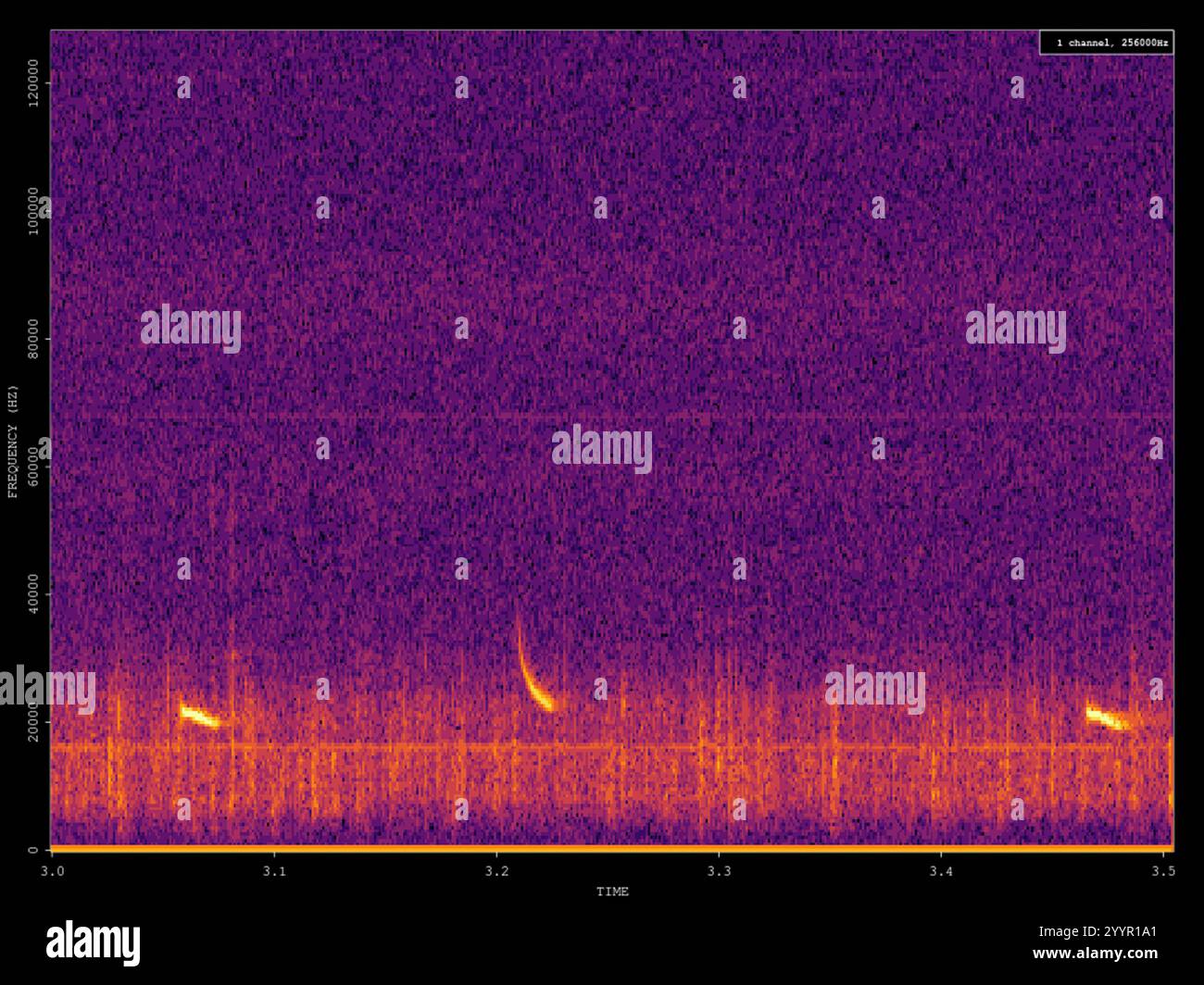 Common Noctule (Nyctalus noctula Stock Photo - Alamy