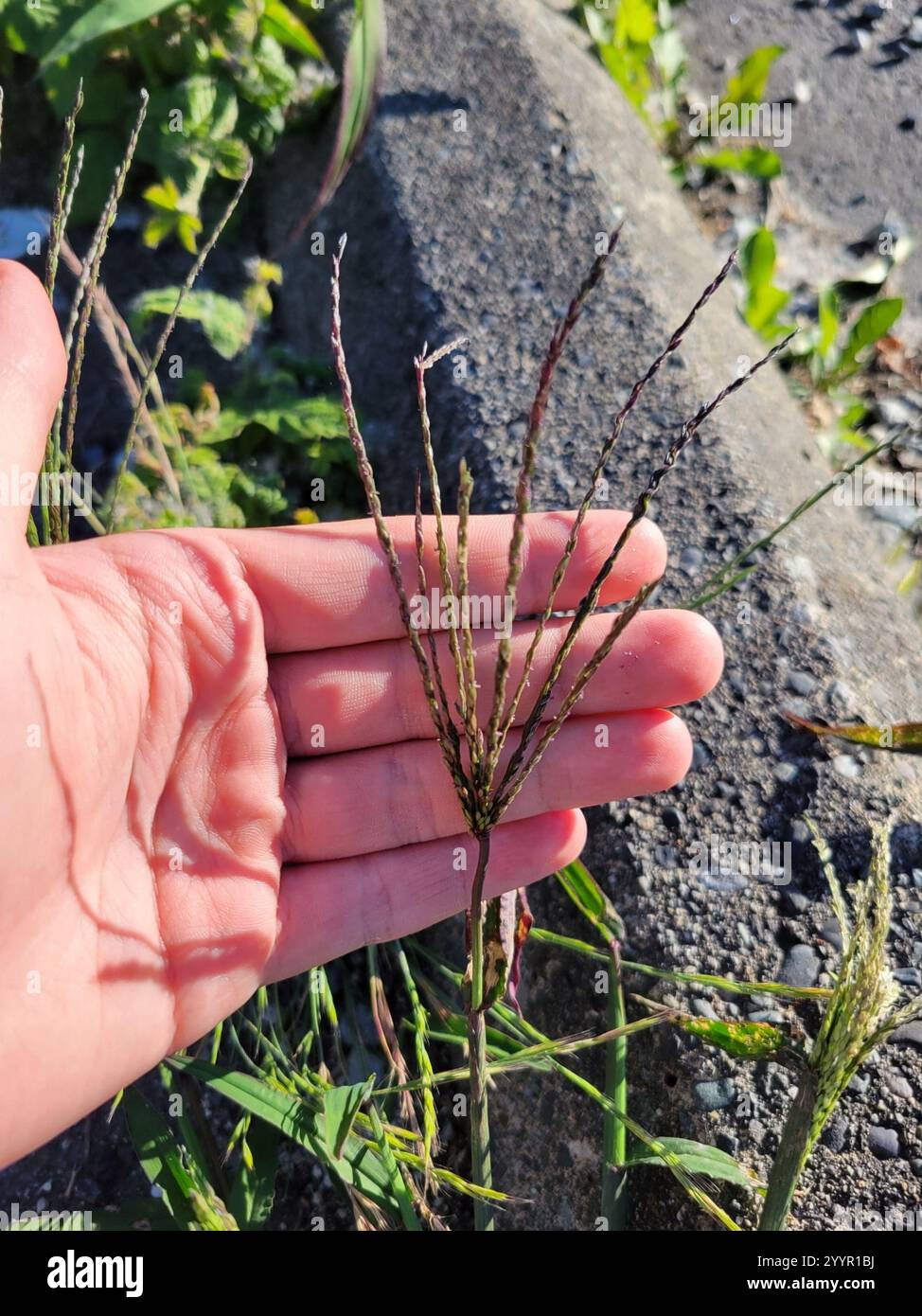 Hairy Crabgrass (Digitaria sanguinalis Stock Photo - Alamy