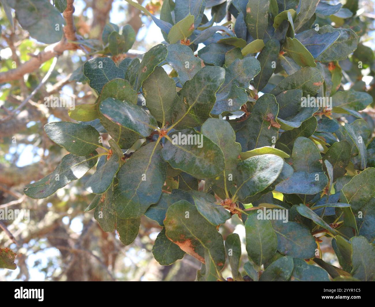 blue oak (Quercus douglasii Stock Photo - Alamy