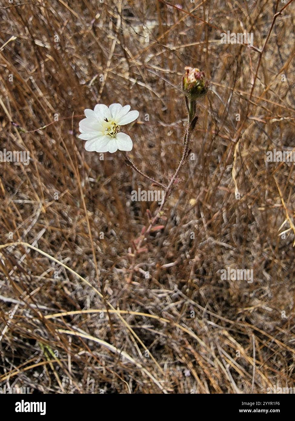 Hayfield Tarweed (Hemizonia congesta Stock Photo - Alamy