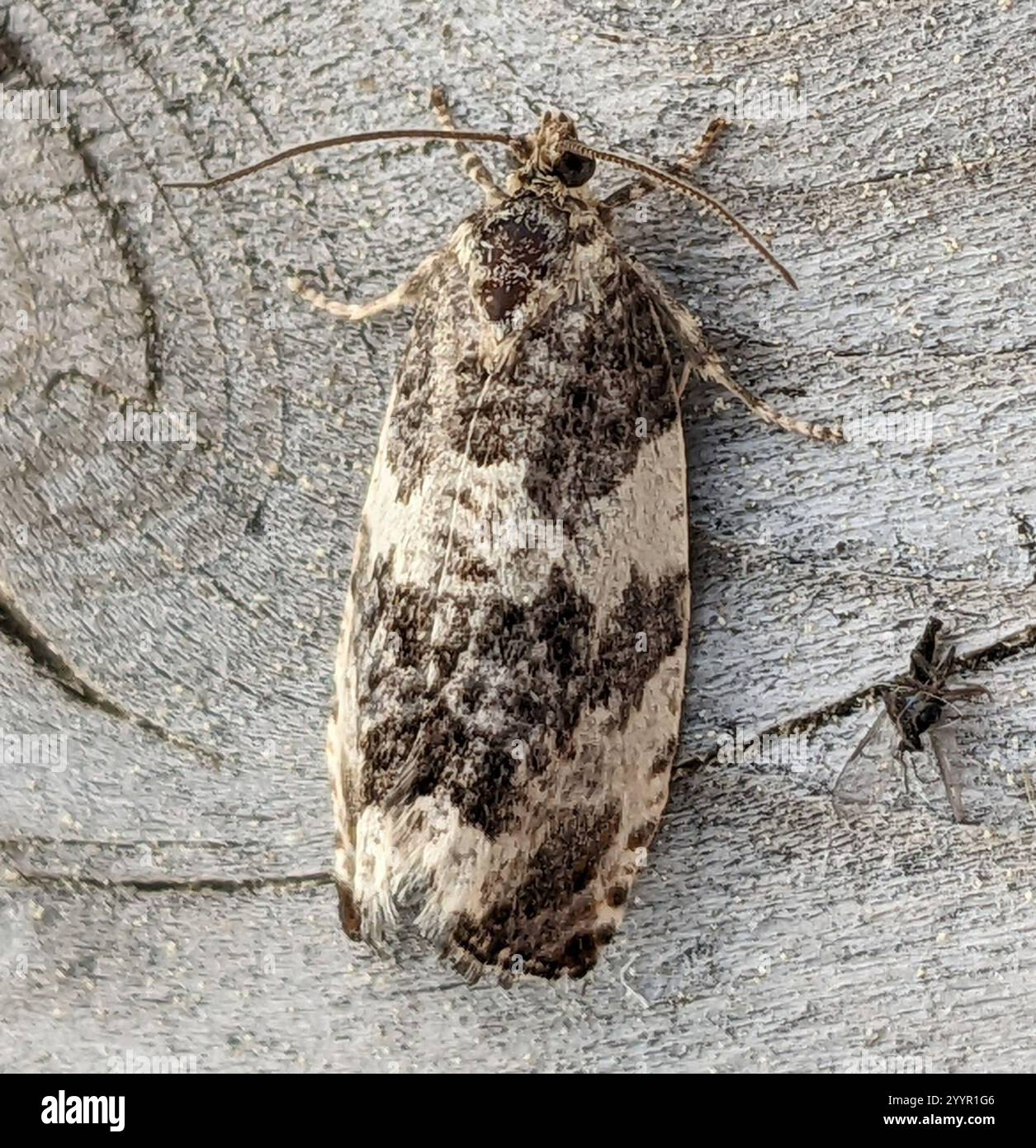 Poplar Leafroller Moth (Pseudosciaphila duplex Stock Photo - Alamy
