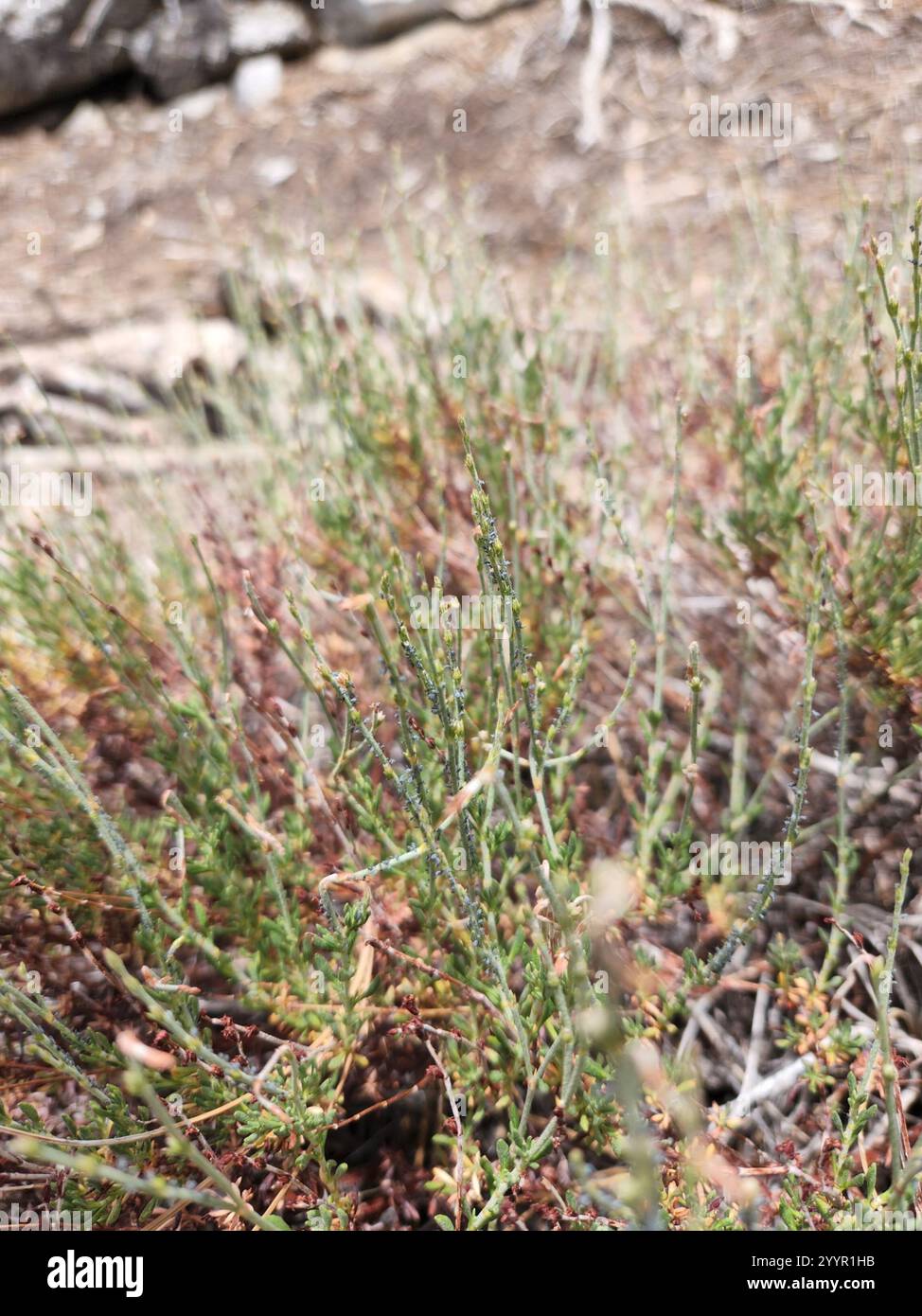 ringed-stem bastard-sage (Eriogonum wrightii membranaceum Stock Photo ...