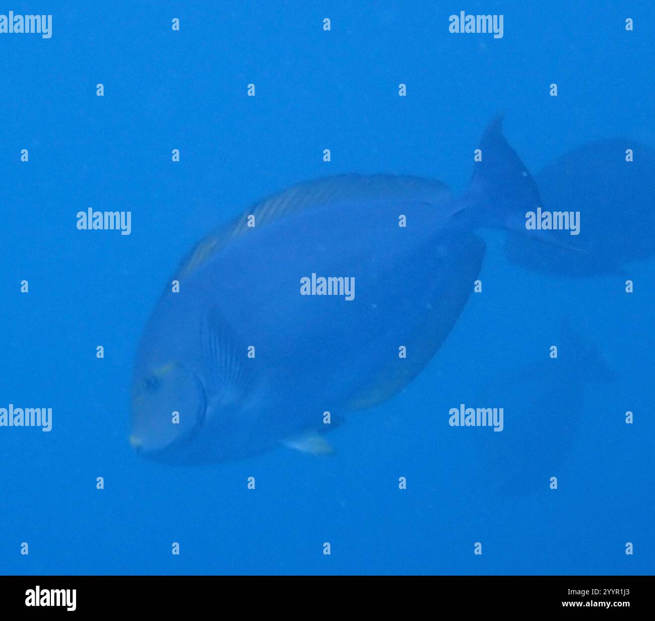 Yellowmask Surgeonfish (Acanthurus mata Stock Photo - Alamy