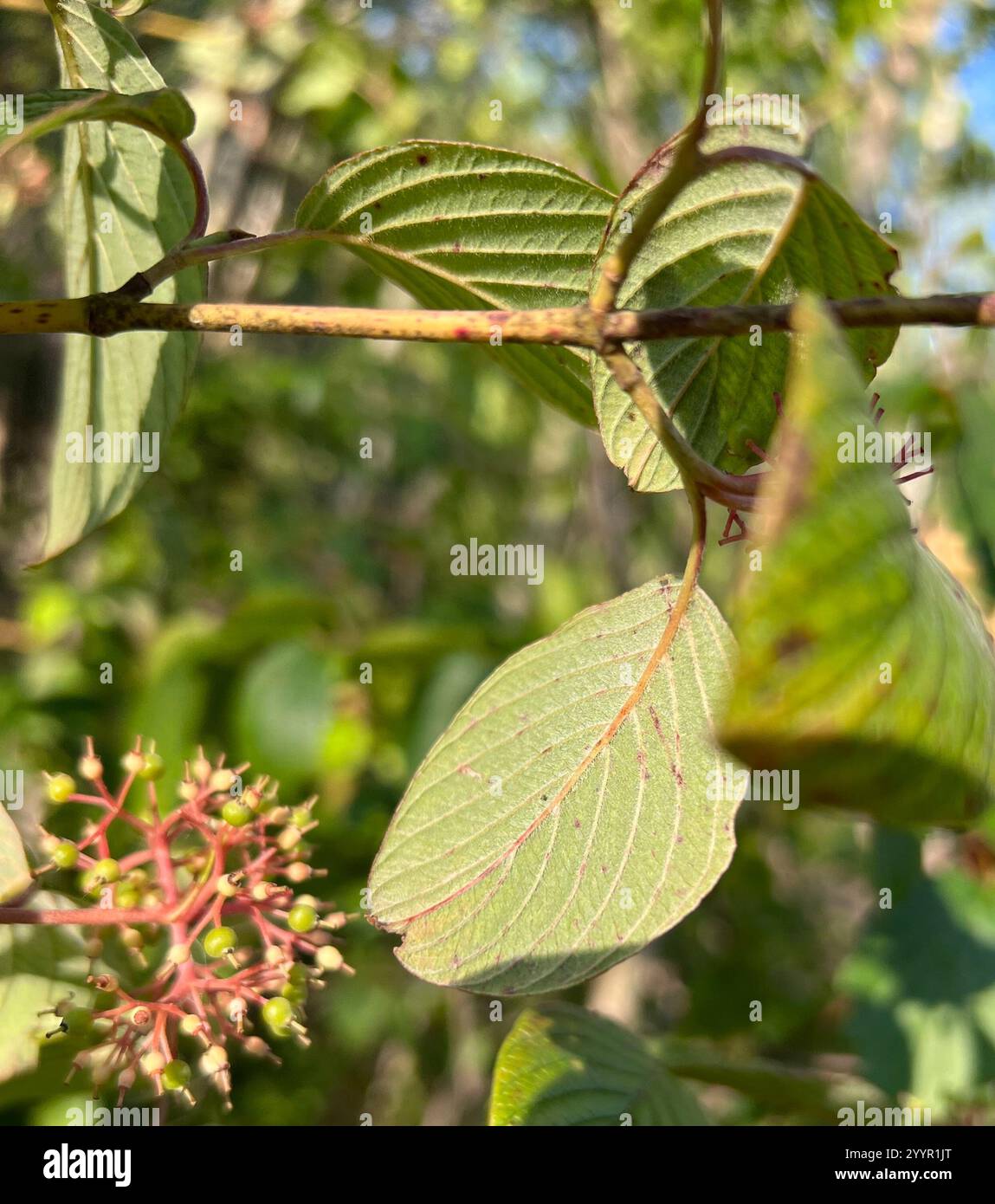 Round-leaved Dogwood (Cornus rugosa Stock Photo - Alamy