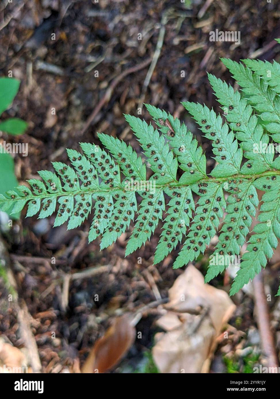 hard shield fern (Polystichum aculeatum Stock Photo - Alamy